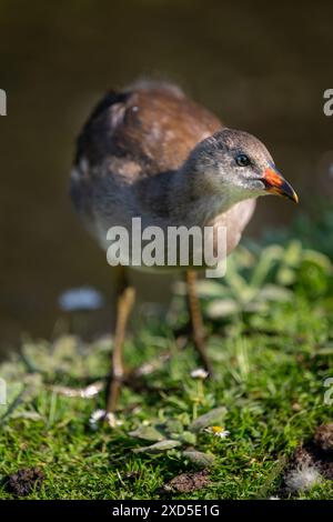 The common moorhen, also known as the waterhen or swamp chicken, is a ...