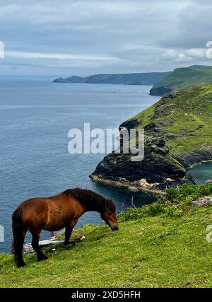 03 June 2024, Great Britain, Boscastle: Natural stone harbor walls ...