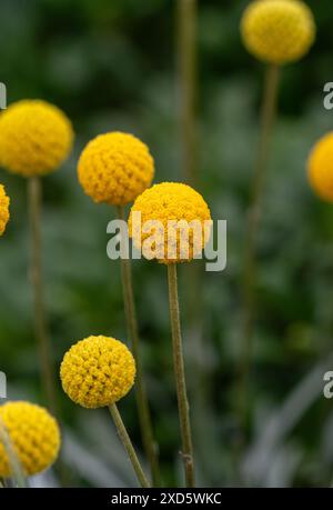 Yellow spherical flowers of Craspedia globosa, commonly know as Billy ...