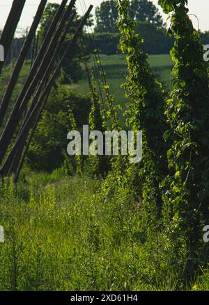 Landscape of a hop plantation which is main flavor and aroma ingredient ...