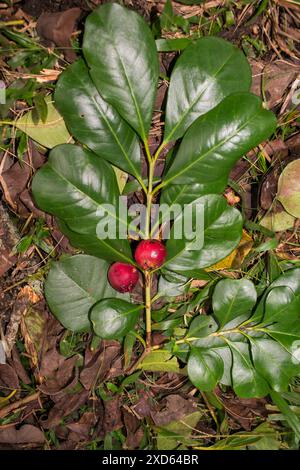 Psidium cattleyanum (aka Strawberry Guava, Araçá rosa) native fruit in ...