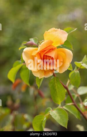 Rosa ‘Dame judi dench’. English Shrub Rose Stock Photo - Alamy