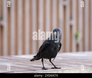 The western jackdaw (Corvus monedula), also known as the Eurasian ...