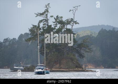Tree covered island in the Waikare Inlet, Bay of Islands, New Zealand ...