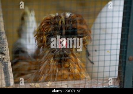 Captive Exotic Rooster with Distinctive Feathers in a Wired Barnyard ...