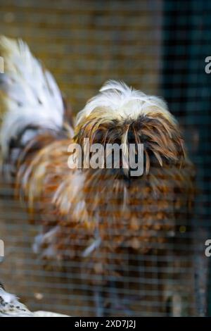 Captive Exotic Rooster with Distinctive Feathers in a Wired Barnyard ...