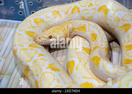 Albino burmese python is slithering. It's a popular pet in Thailand ...