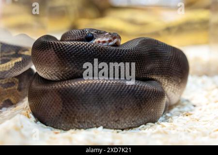 Ball python in the acrylic cabinet waiting to be sold. It's a popular ...