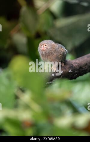 Pygmy titi monkey Cebuella pygmaea Stock Photo - Alamy