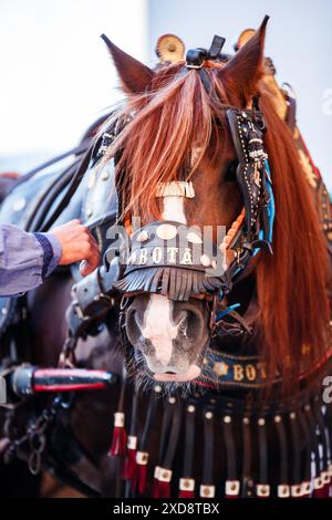 Corpus Christy religious festival in funchal, June 2019, with flowers ...