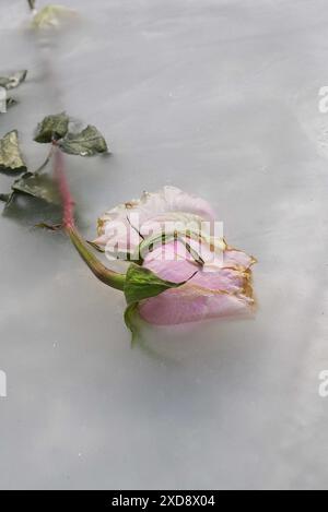 A pink and white rose trapped in ice half hidden Stock Photo - Alamy
