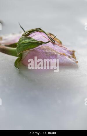 A pink and white rose trapped in ice half hidden Stock Photo - Alamy