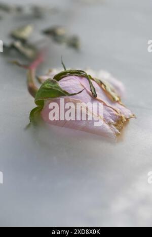 A pink and white rose trapped in ice half hidden Stock Photo - Alamy