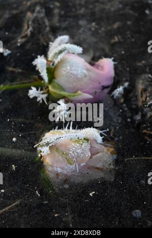2 pale pink white roses frozen on the surface of a pond, trapped in ice ...