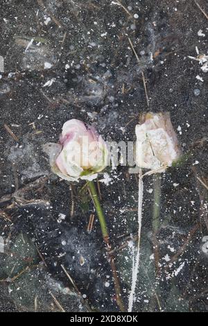 2 pale pink white roses frozen on the surface of a pond, trapped in ice ...