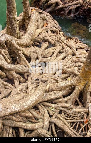 Powerful root system of mangrove trees in water. Horizontal photo Stock ...
