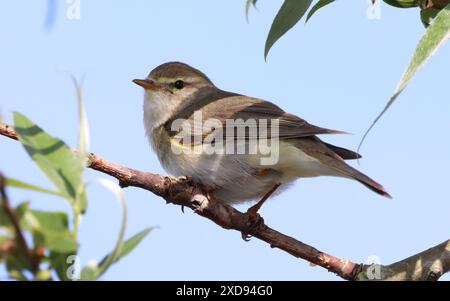 European Willow Warbler (Phylloscopus trochilus Stock Photo - Alamy