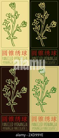 Vector drawing PANICLED HYDRANGEA in Chinese. Hand drawn illustration ...