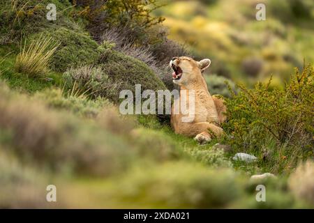 Puma lies yawning in bushes turning head Stock Photo - Alamy
