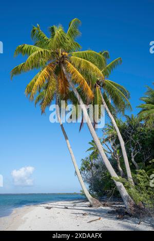 Coconut palm (Cocos nucifera), Trio, Tetiaroa, Atoll, Marlon Brando ...
