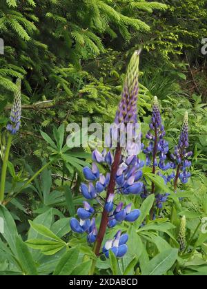 Lupinia (Lupinus), butterfly plant (Fabaceae), near Gaishorn am See ...