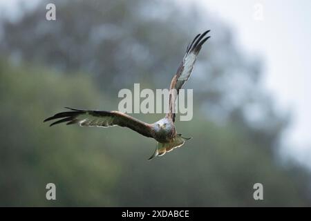 Red Kite in flight in the rain, Wales Stock Photo - Alamy