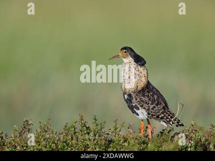 Ruff bird in lekking plumage Stock Photo - Alamy