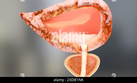 urinary or excretory system, detailed male bladder and prostate gland ...