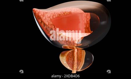 urinary system, detailed male bladder and Kidney anatomy, Urology ...