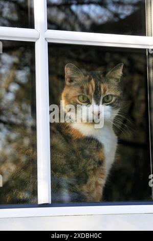 Domestic Cat at window, mammals, animals, pet, short-haired, landscape ...