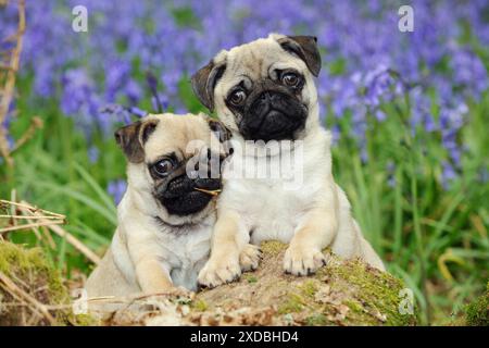 Two pug puppies standing together in wicker dog bed on brown blanket ...