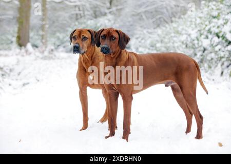 DOG - Rhodesian ridgebacks in snow Stock Photo - Alamy
