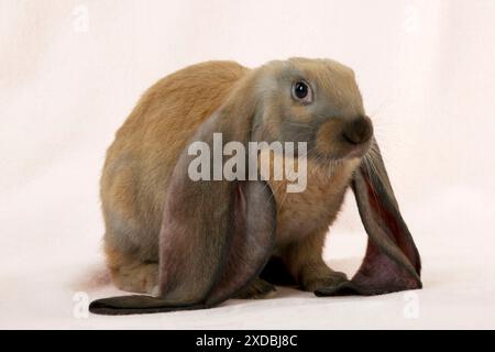 RABBIT - English lop Stock Photo - Alamy