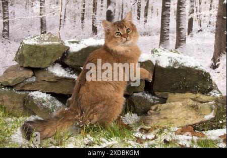 Cat Somali / Sorrel Stock Photo - Alamy