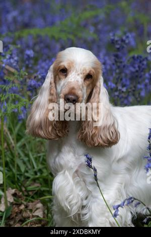 Cocker Spaniel ( golden roan ) in Bluebells Stock Photo - Alamy