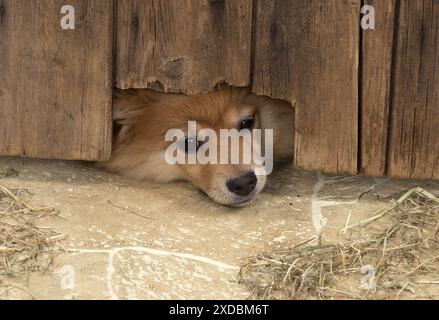 8 weeks old pomeranian puppy Stock Photo - Alamy