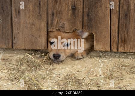 DOG. Pomeranian puppy (12 weeks old ) squeezing Stock Photo - Alamy