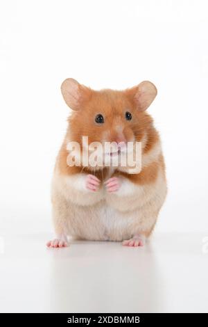 hamster standing on its hind legs isolated on white background Stock ...
