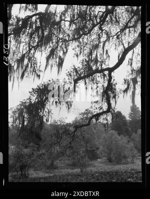Oak trees, New Orleans. Genthe photograph collection Stock Photo - Alamy