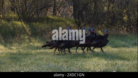 Jake wild turkeys in northern Wisconsin Stock Photo - Alamy