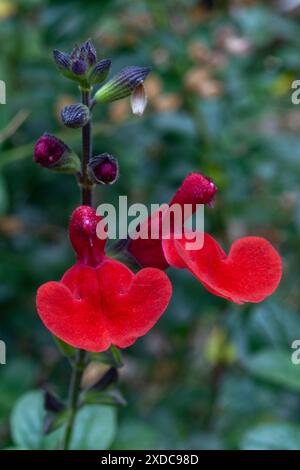 Salvia microphylla cv. Royal Bumble, Lamiaceae. Ornamental sage, Small ...