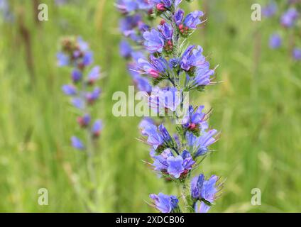 A close up of Viper's Bugloss, Echium vulgare, at the edge of a field ...