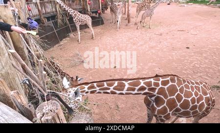 Interactive Zoo Experience in Colorado Springs, Colorado Featuring ...