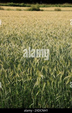 Barley field in Périgord in the southwest of France. Barley, cereal ...