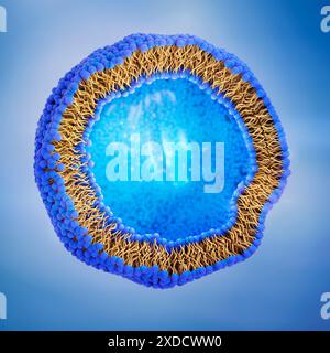 Illustration of a liposome cross-section. Liposomes are artificial ...