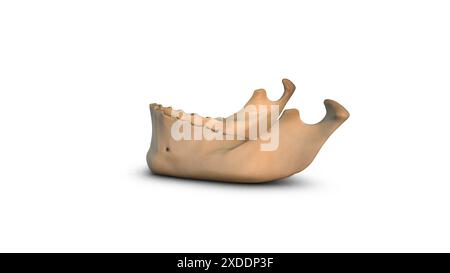 Human Jaw bone isolated on white background Stock Photo - Alamy