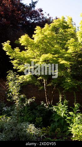 The five pointed green leaves of a japanese palmatum maple tree Stock ...