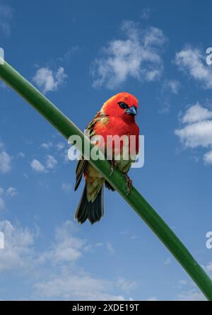 Red fody (Foudia madagascariensis) perched on a branch Stock Photo - Alamy