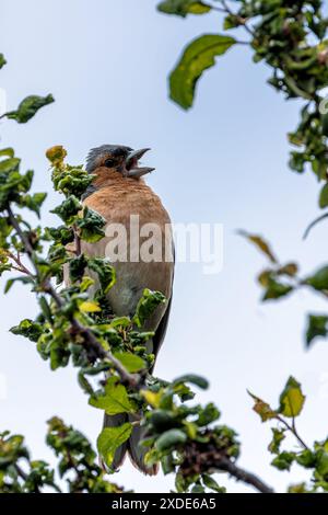 The Chaffinch, with its colorful plumage and distinct markings, was ...