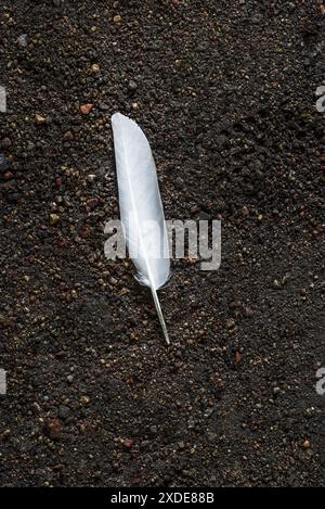 Beautiful white doves on the ground Stock Photo - Alamy